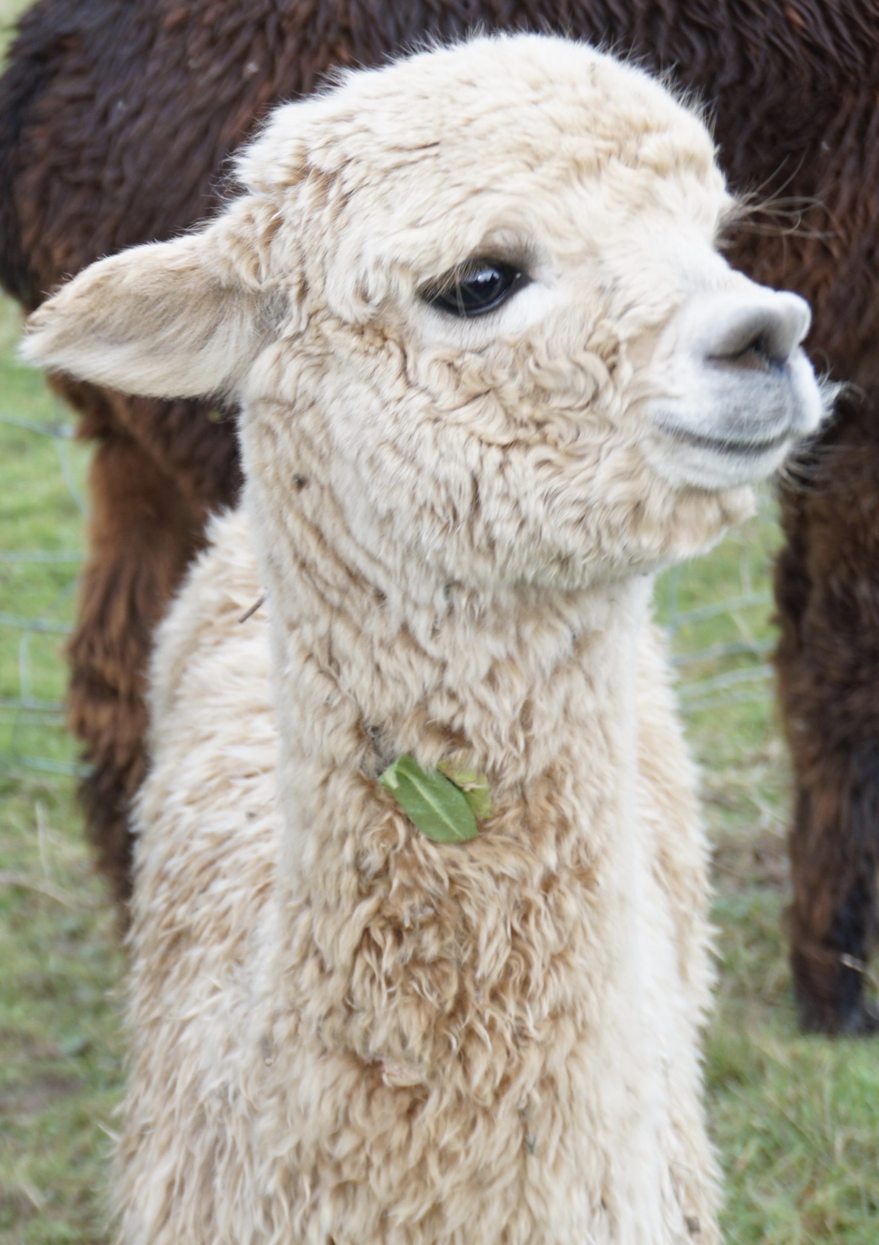 London Alpacas