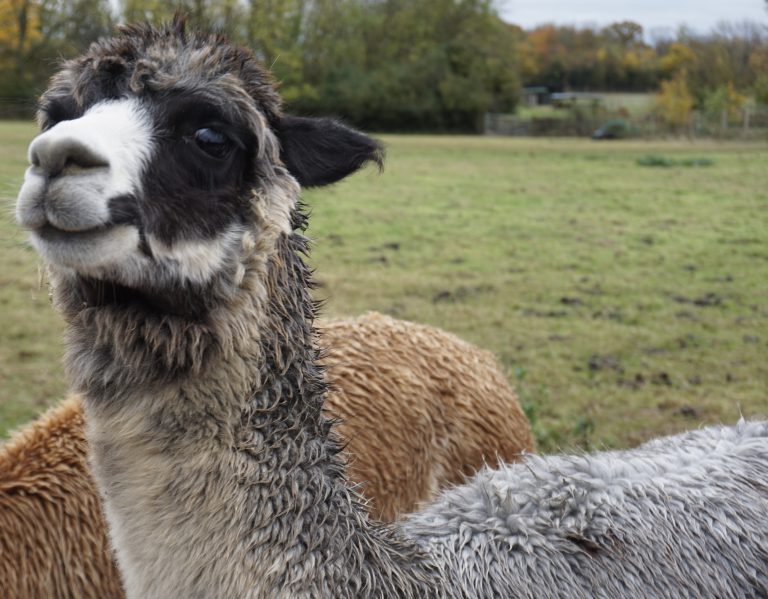 Meet the herd – London Alpacas