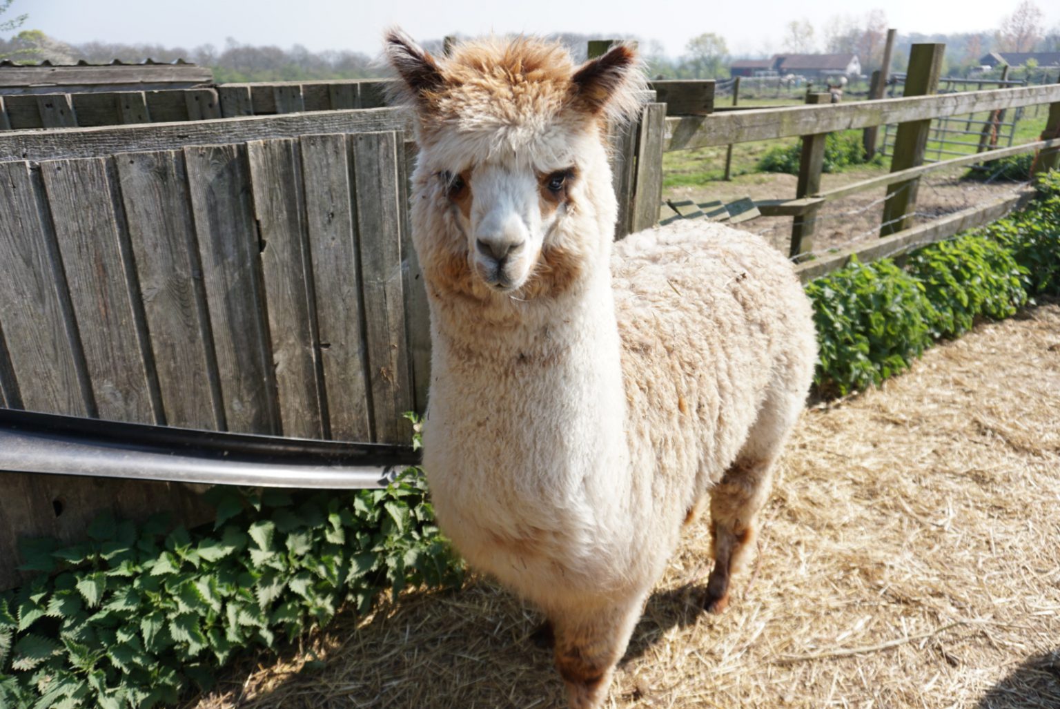 London Alpacas