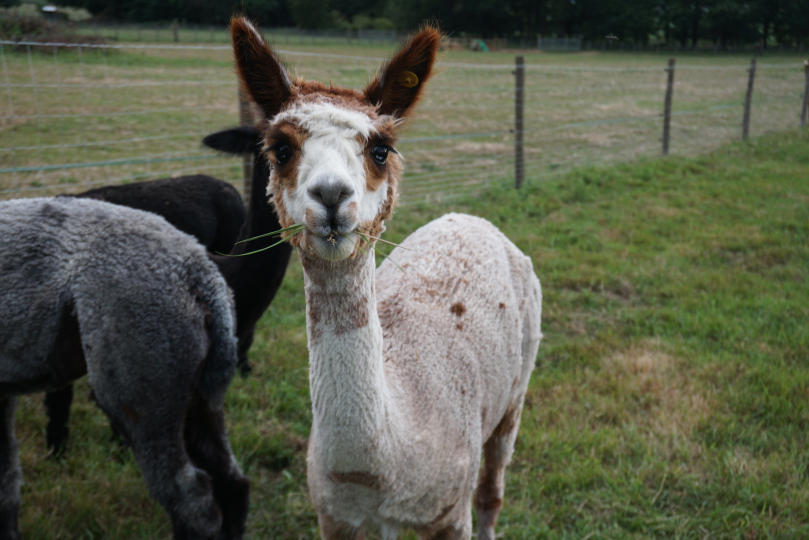 London Alpacas