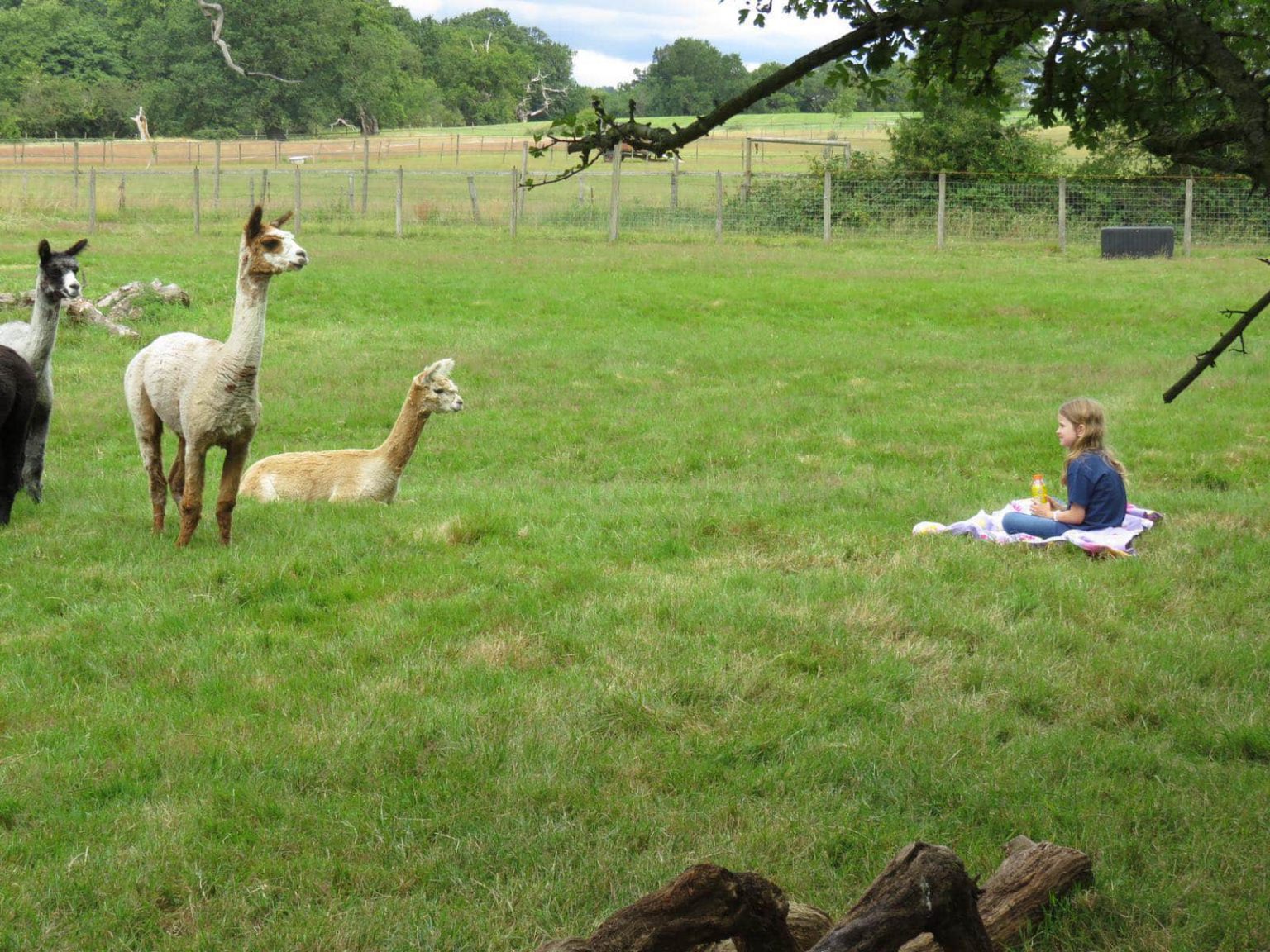 Visit us – London Alpacas