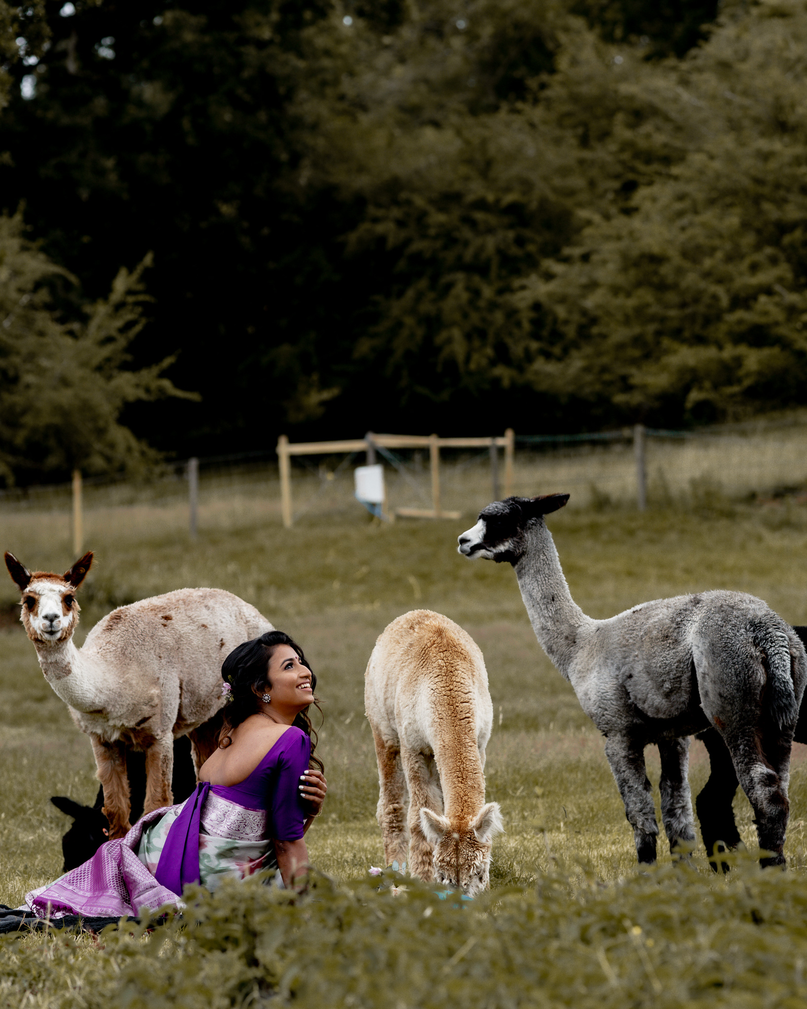 Alpaca adoption with private visit & Alpaca Hat! – London Alpacas