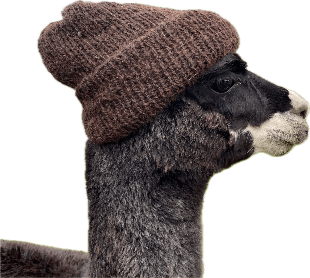 Alpaca adoption with private visit & Alpaca Hat! – London Alpacas